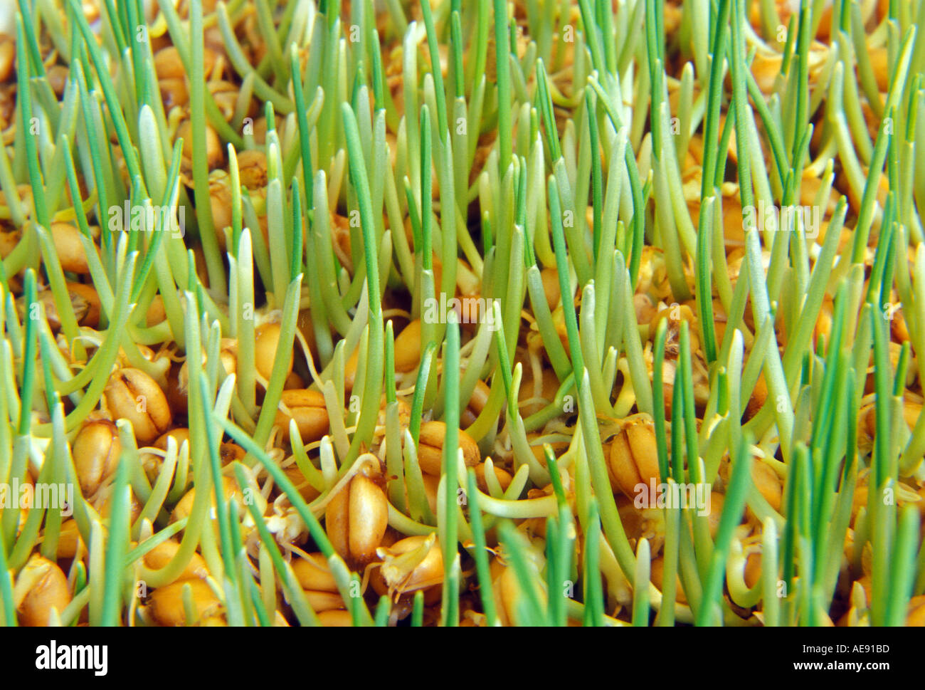 budding corn seeds Stock Photo - Alamy