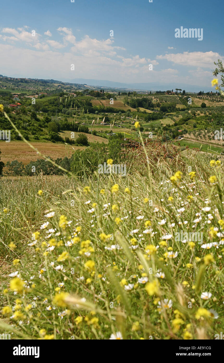 Summer landscape of Italian countryside with blooming field flowers ...