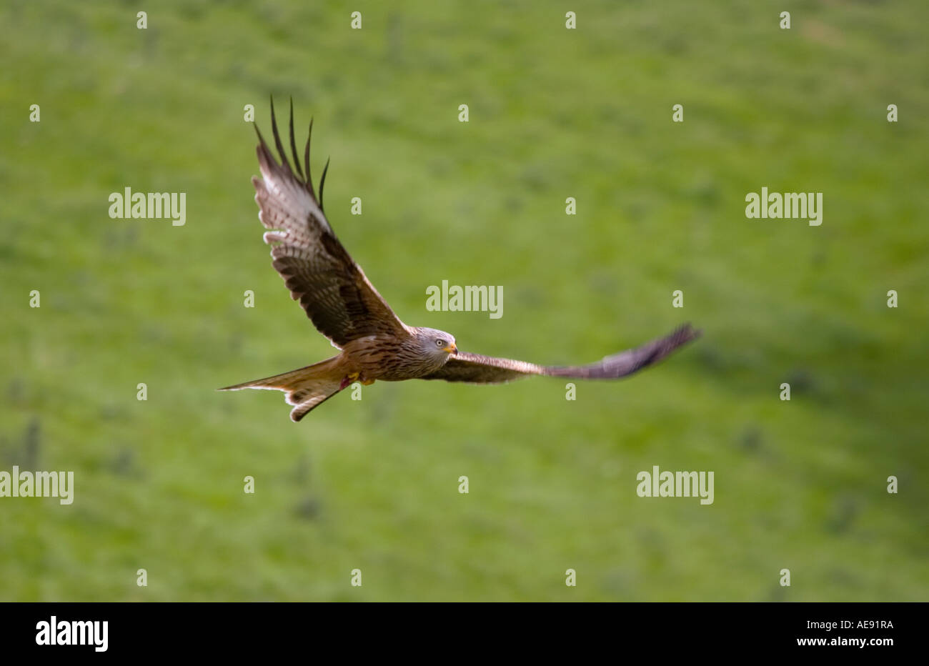 Red Kite flying across countryside Stock Photo - Alamy