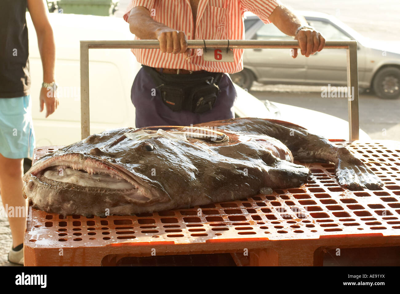 Huge Monkfish anglerfish Port of Malaga Spain Stock Photo - Alamy