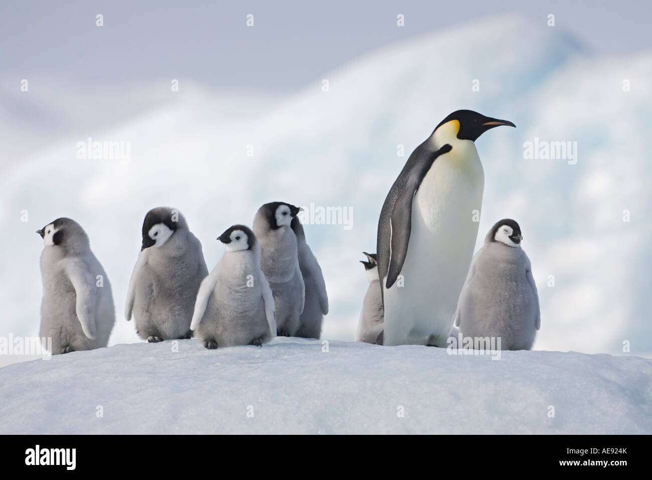 Antarctica Snow Hill Island Emperor Penguins Aptenodytes forsteri on ...