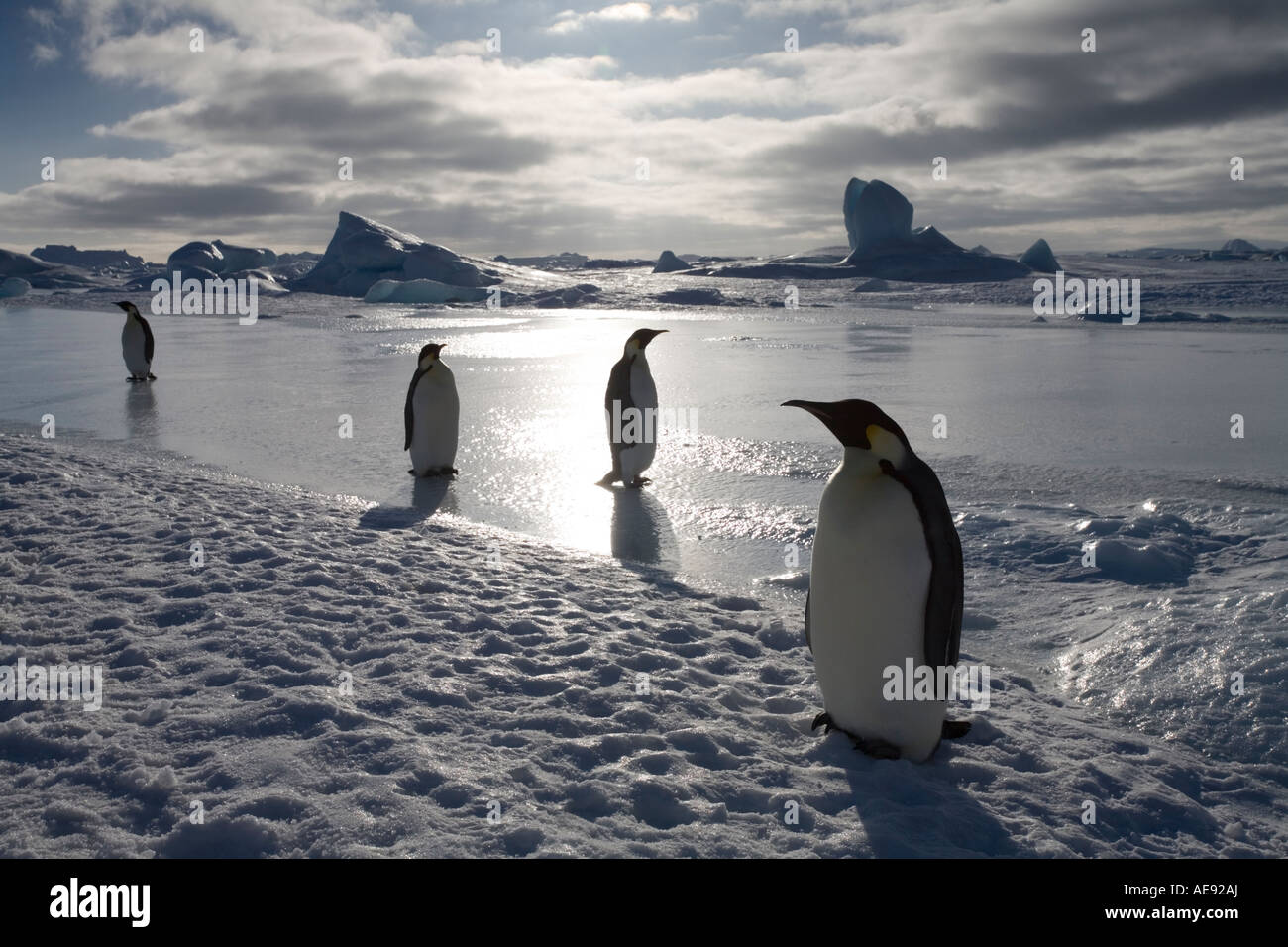 Group four penguins standing hi-res stock photography and images - Alamy