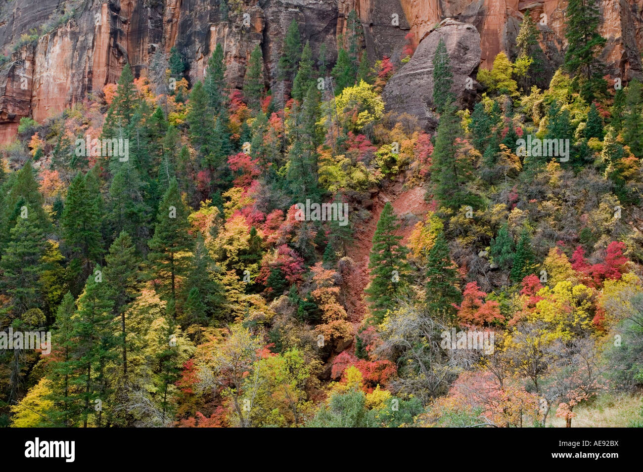 Fall colors in Zion National Park Stock Photo - Alamy