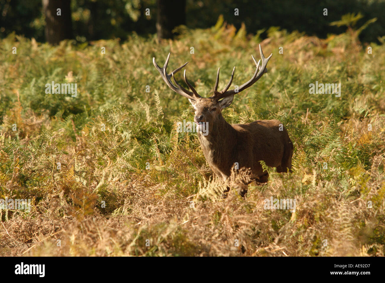 Red deer England UK Stock Photo - Alamy