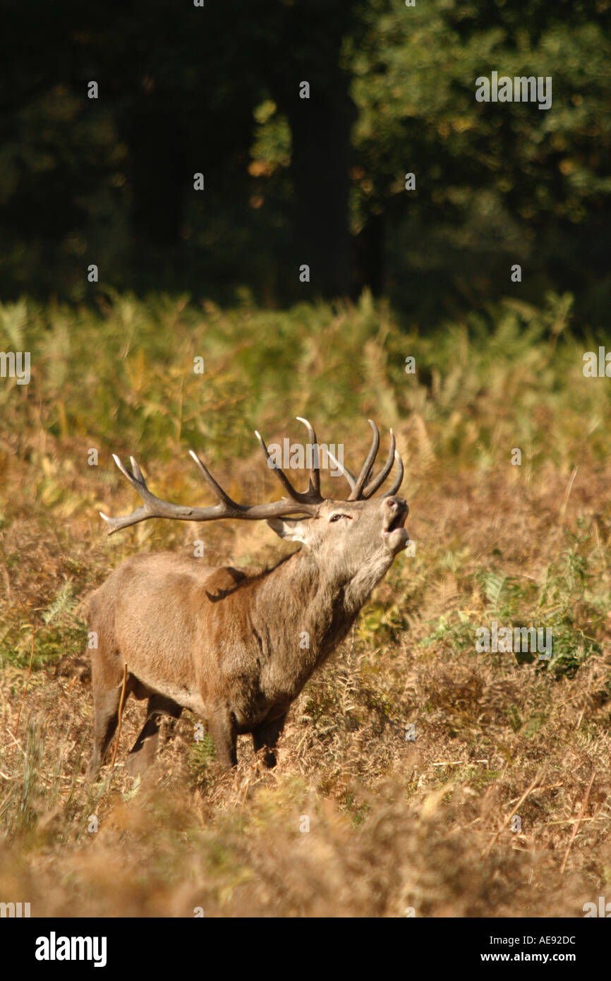 Red deer England UK Stock Photo - Alamy