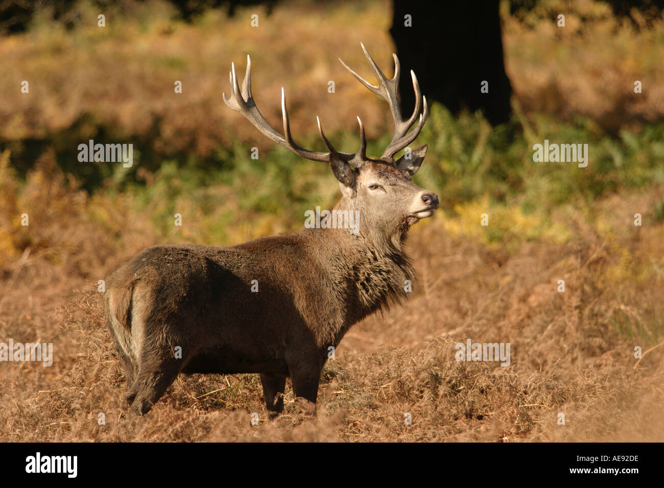 Red deer England UK Stock Photo - Alamy