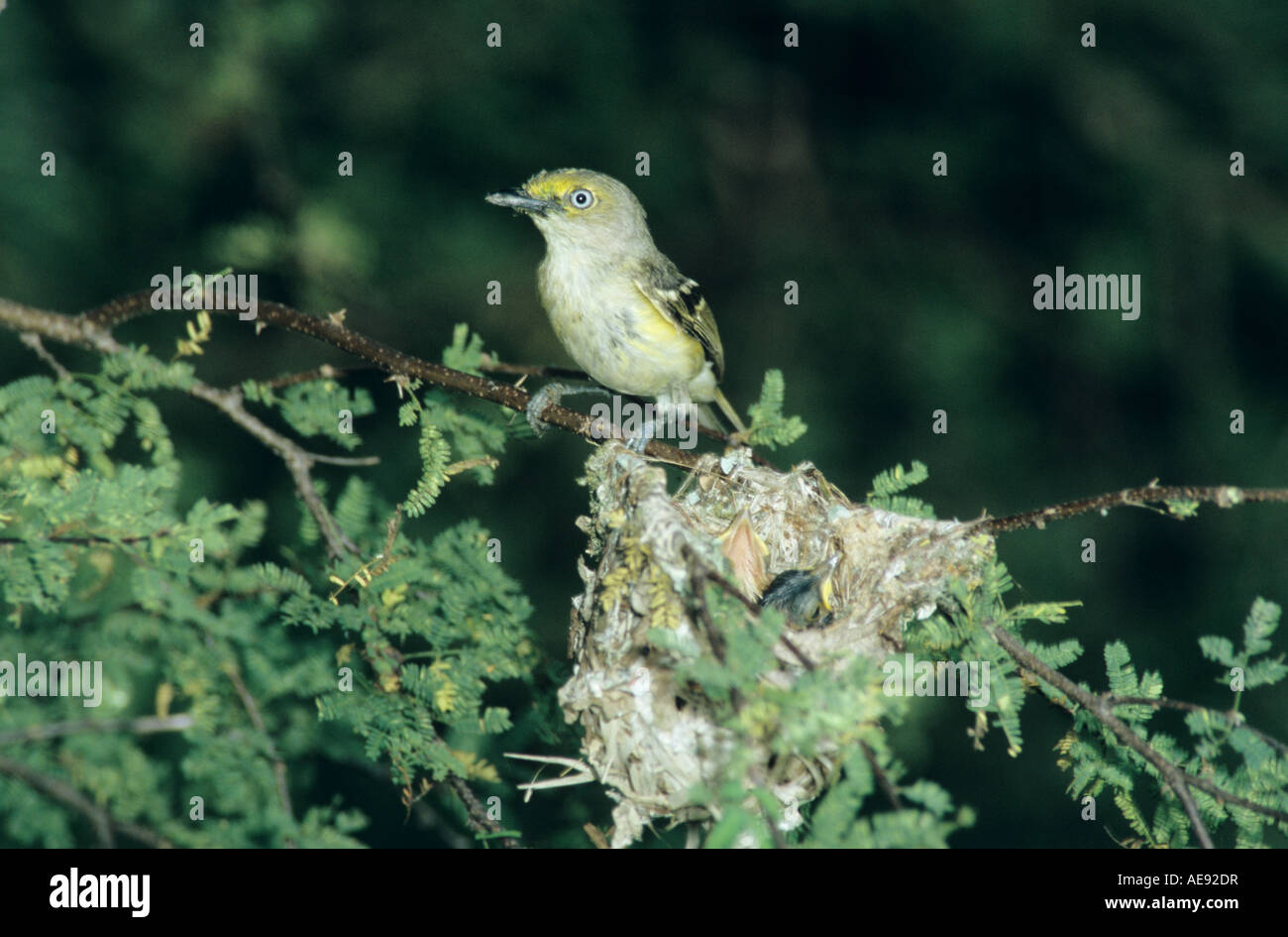 Huisache tree hi-res stock photography and images - Alamy