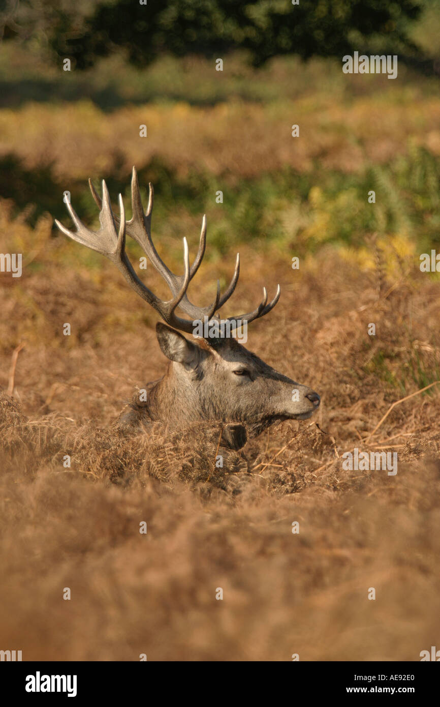 Red deer England UK Stock Photo - Alamy