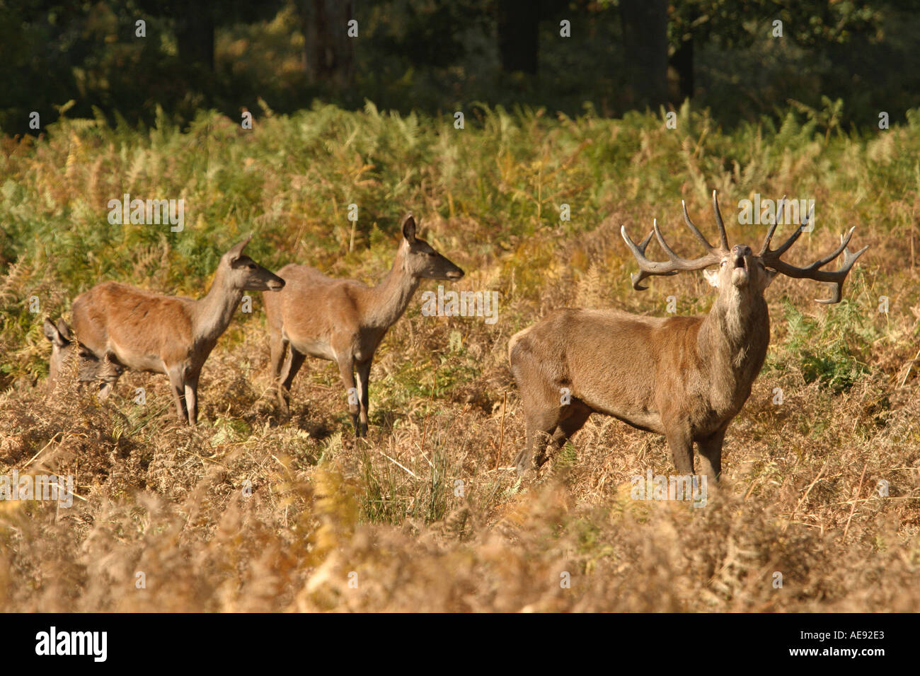 Red deer England UK Stock Photo - Alamy
