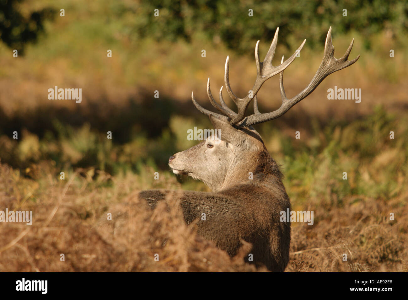 Red deer England UK Stock Photo - Alamy