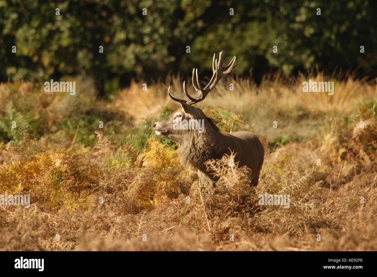 Red deer England UK Stock Photo - Alamy