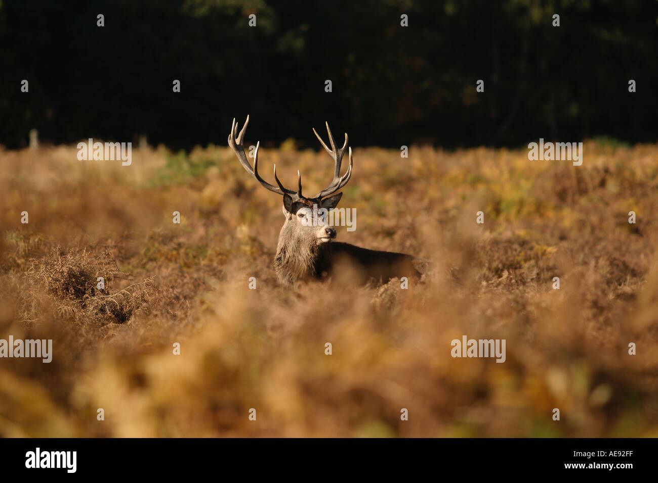Red deer England UK Stock Photo - Alamy