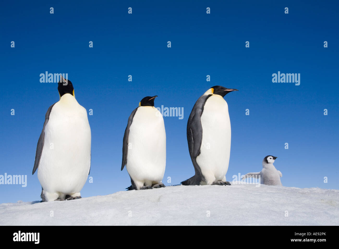 Antarctica Snow Hill Island Emperor Penguins Aptenodytes forsteri on ...