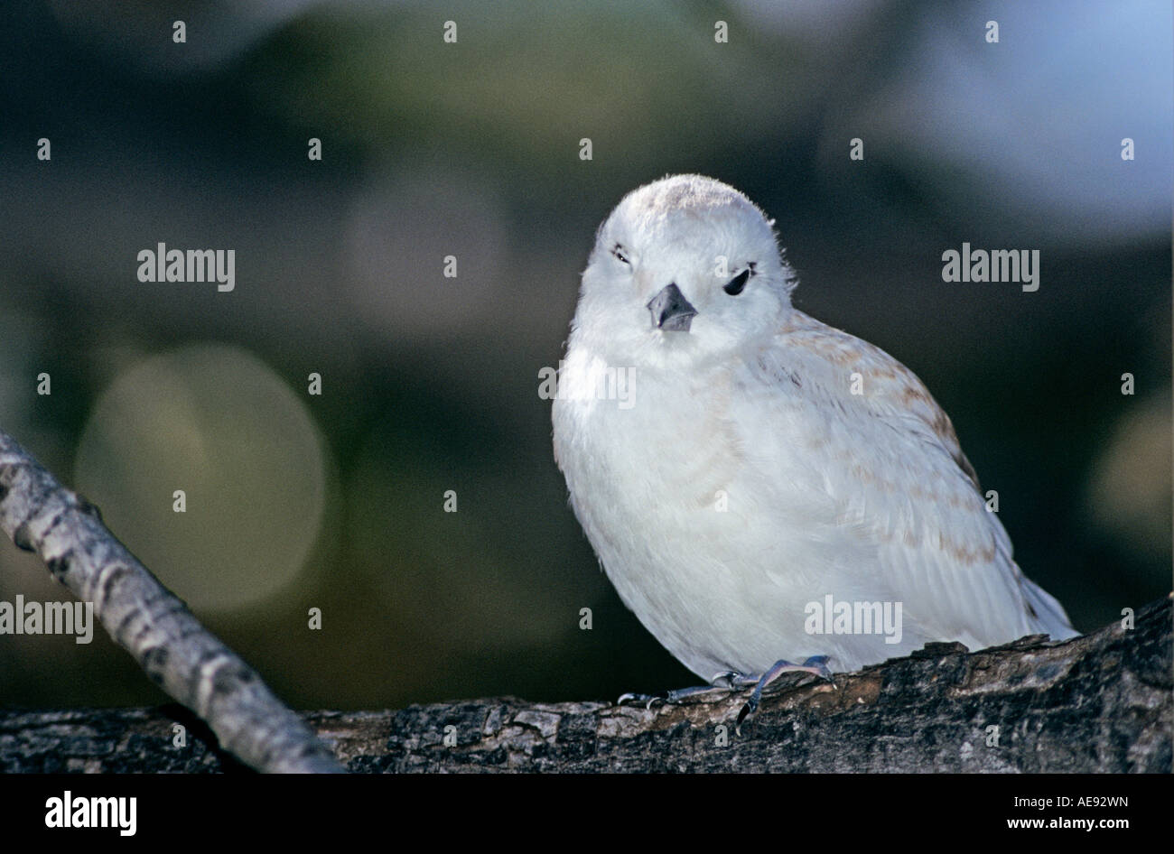 White Tern Gygis alba young Honolulu Hawaii USA August 1997 Stock Photo ...