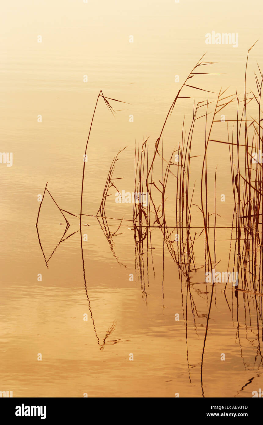 Beautiful autumn lake reeds on hi-res stock photography and images - Alamy
