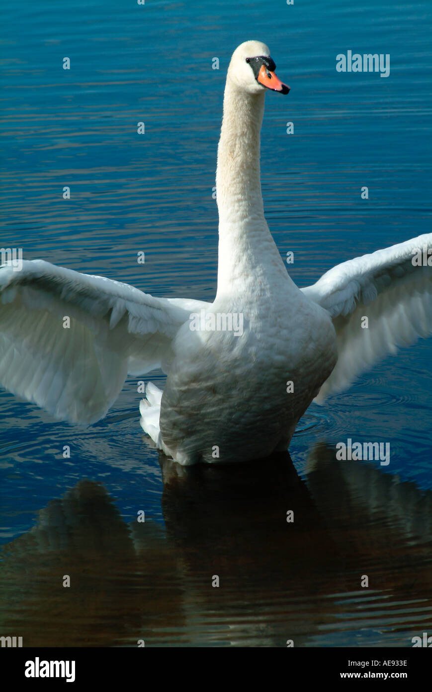 white swan rising from the water Stock Photo - Alamy
