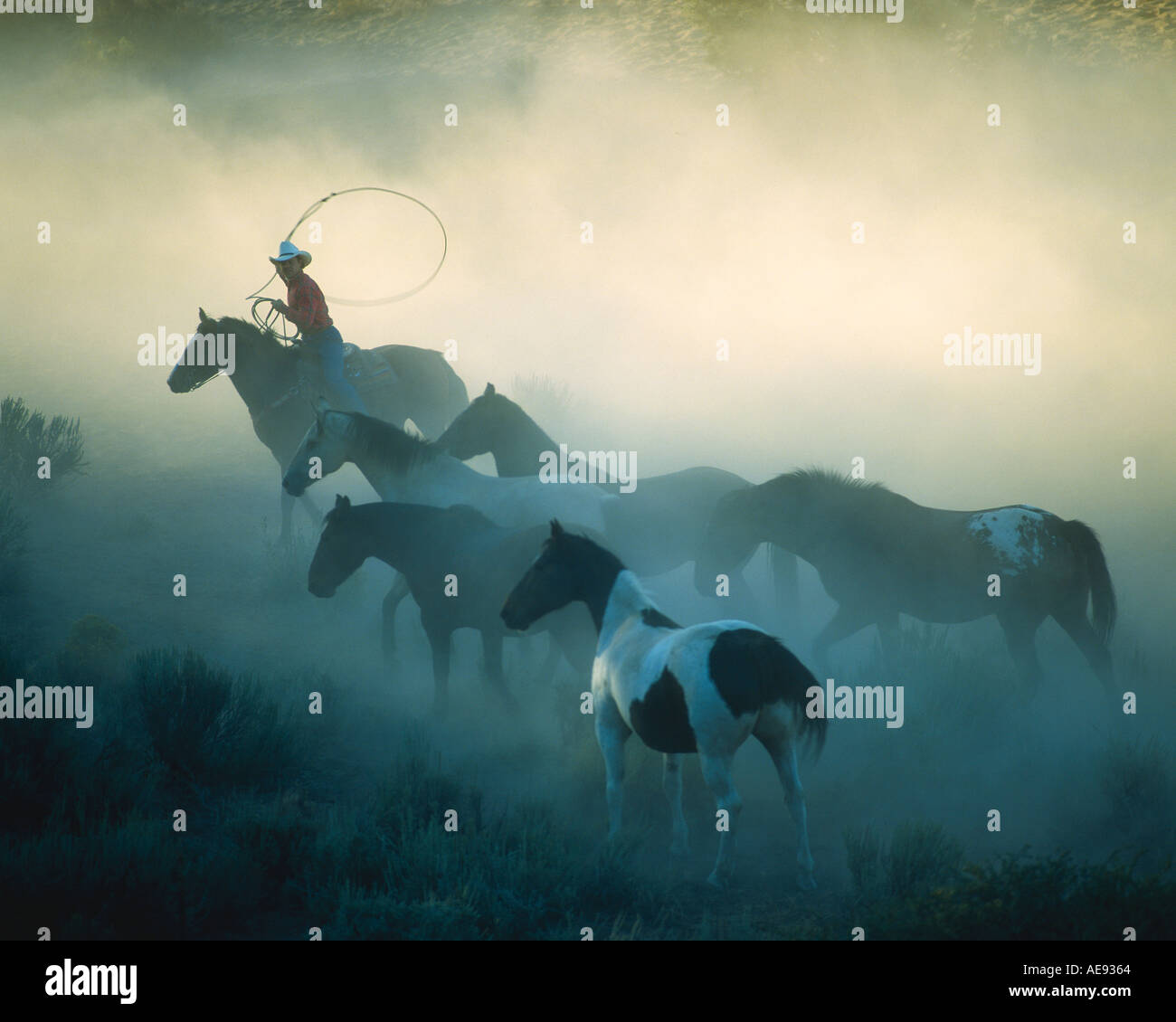 Horse roundup, Oregon Stock Photo - Alamy