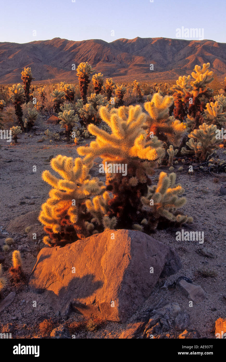 Bigelow cholla hi-res stock photography and images - Alamy