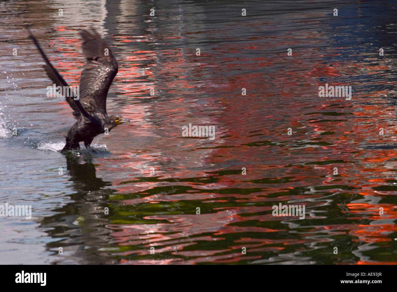 Bird flies out of red water Stock Photo - Alamy
