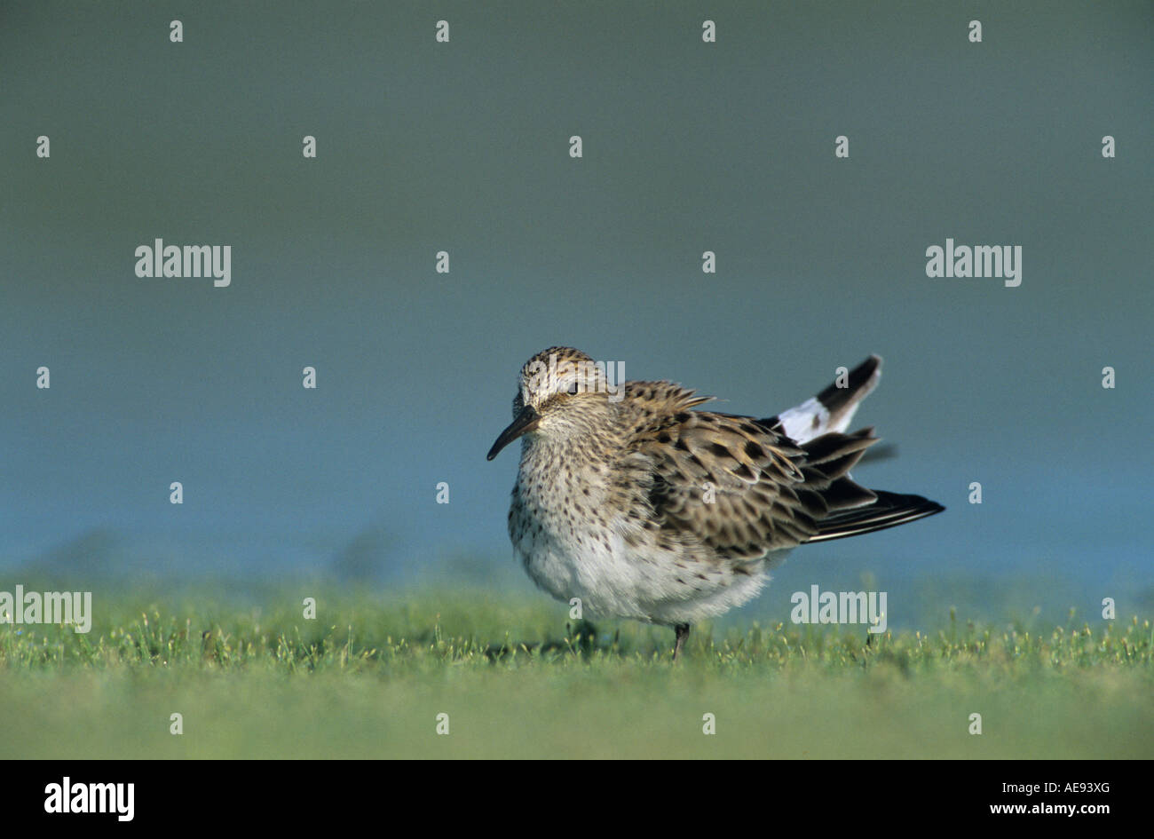 White-rumped Sandpiper Calidris fuscicollis adult Welder Wildlife ...