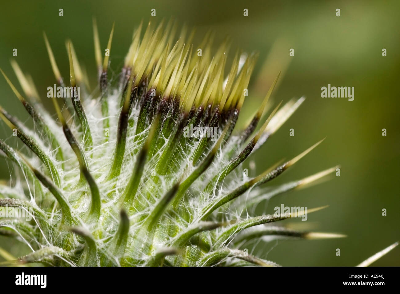 Thistle seeds hi-res stock photography and images - Alamy