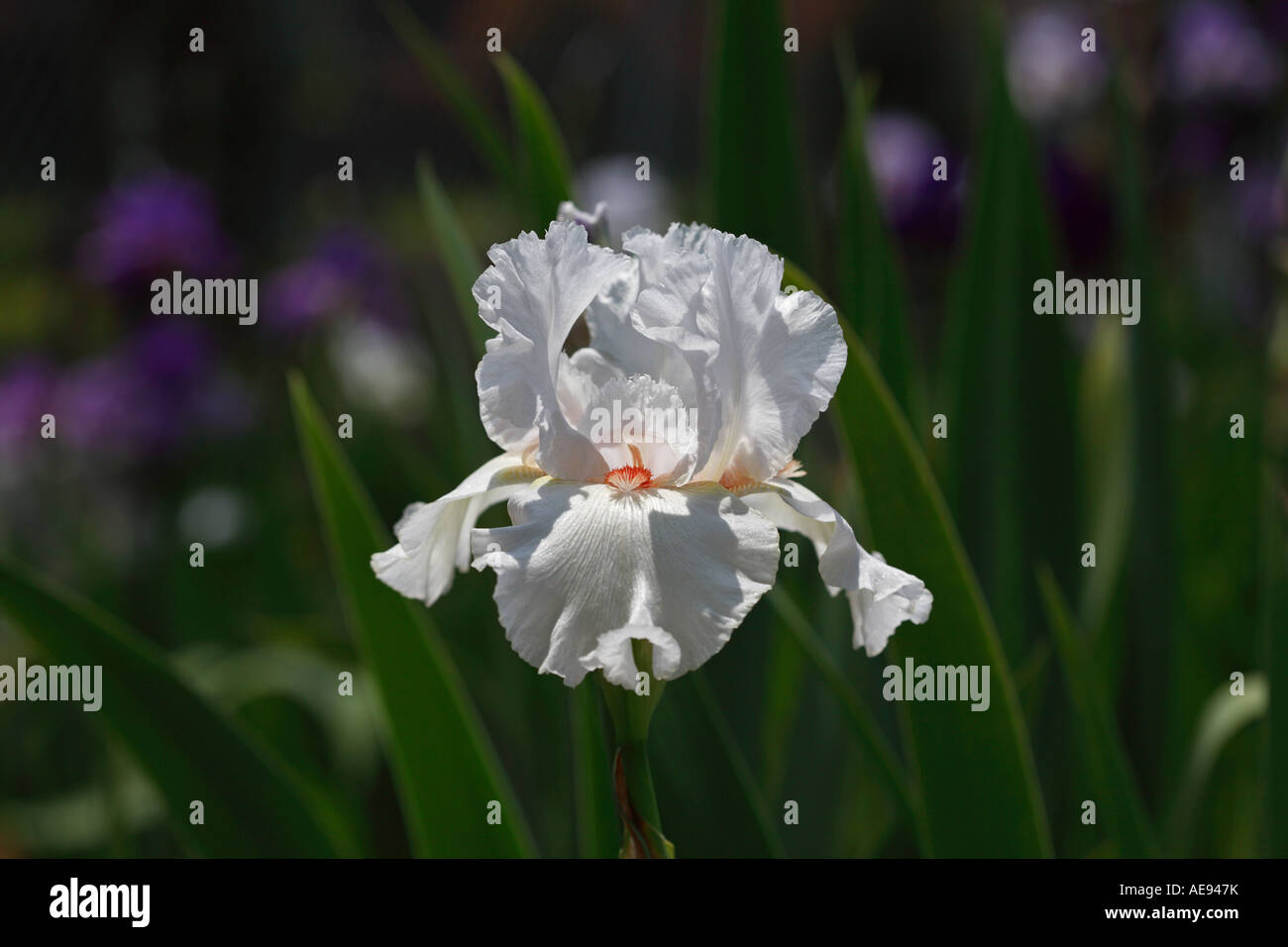 The iris germania in Chiba Japan Asia Stock Photo - Alamy