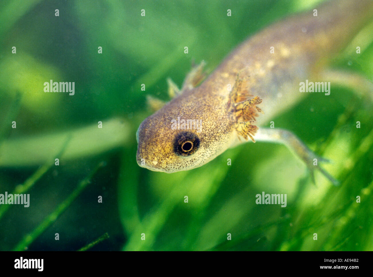 Head and gills of Common or Smooth Newt Triturus vulgaris UK and ...