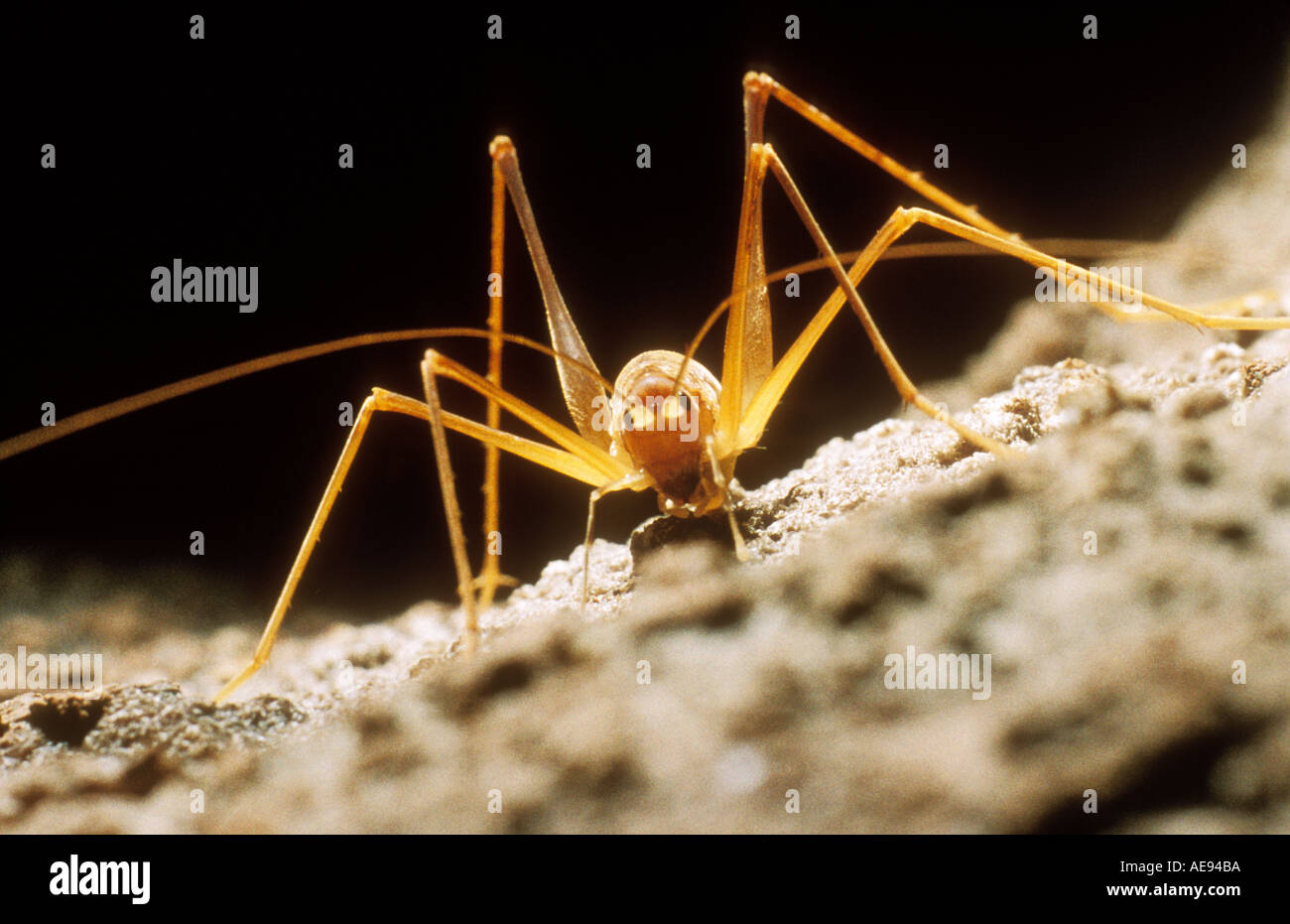 Cave cricket hi-res stock photography and images - Alamy