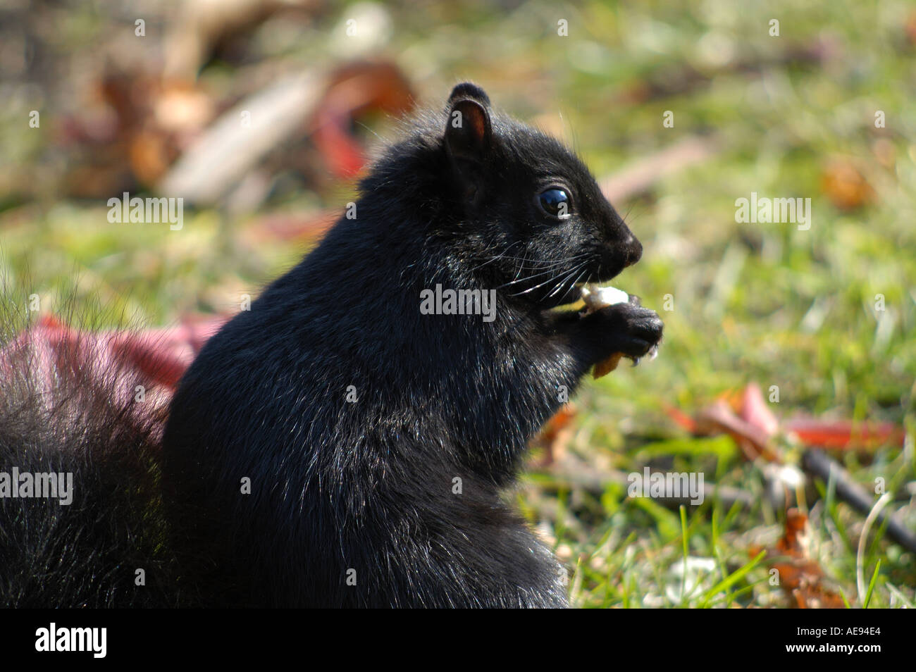 Black Squirrel White Face