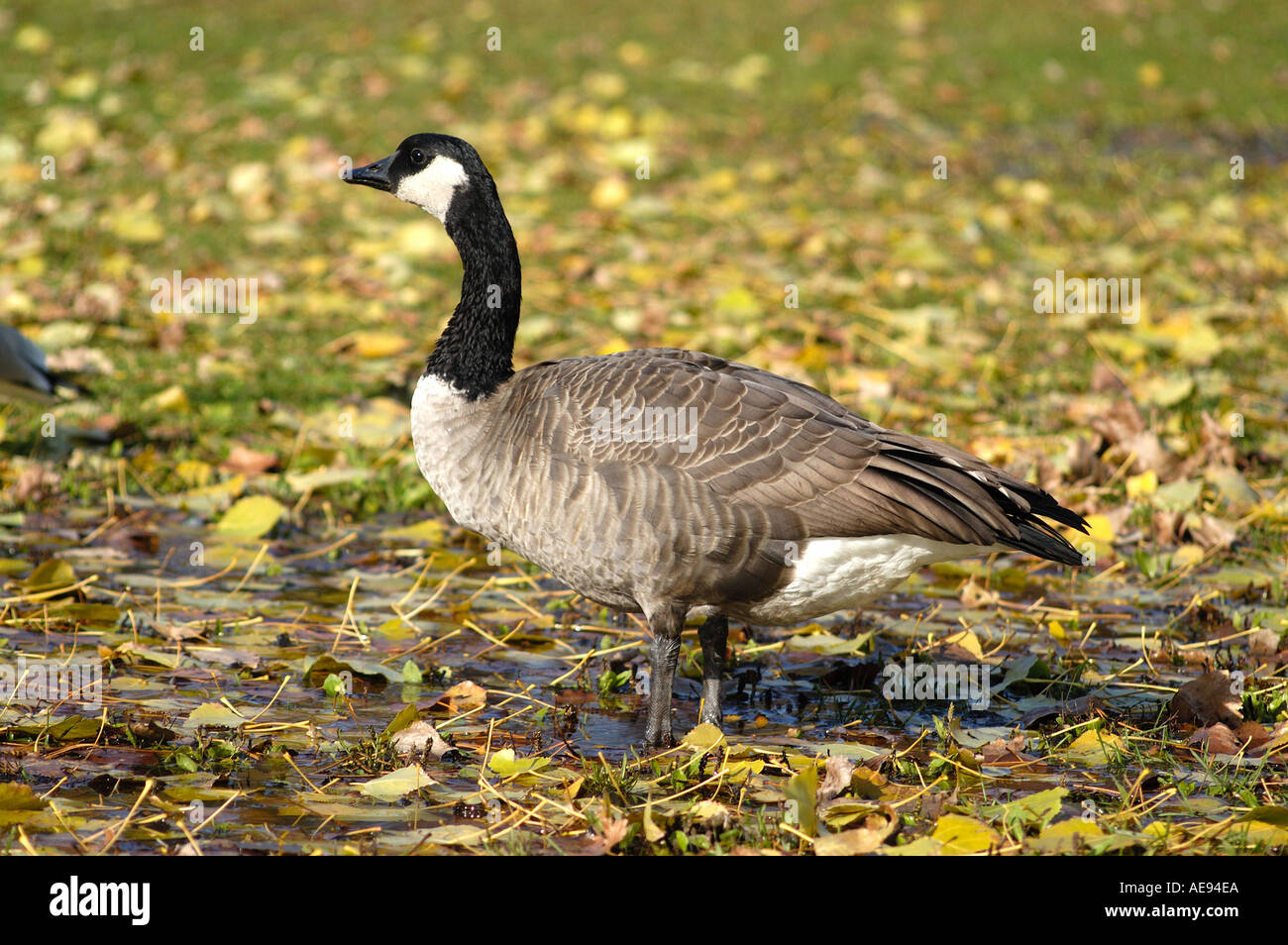 Canadian goose standing in water Stock Photo - Alamy