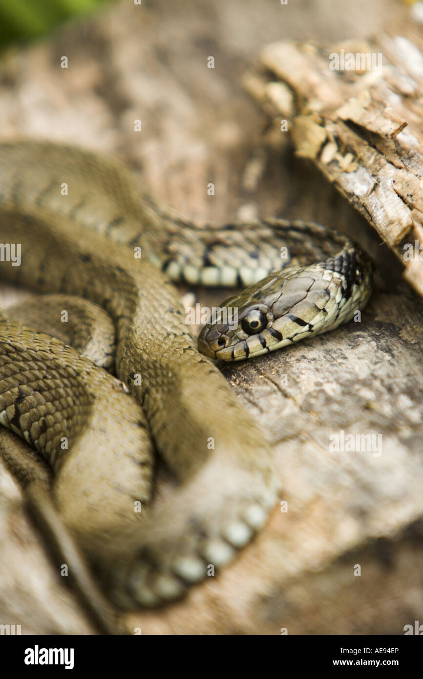 Grass Snake Natrix natrix on log UK summer Stock Photo - Alamy