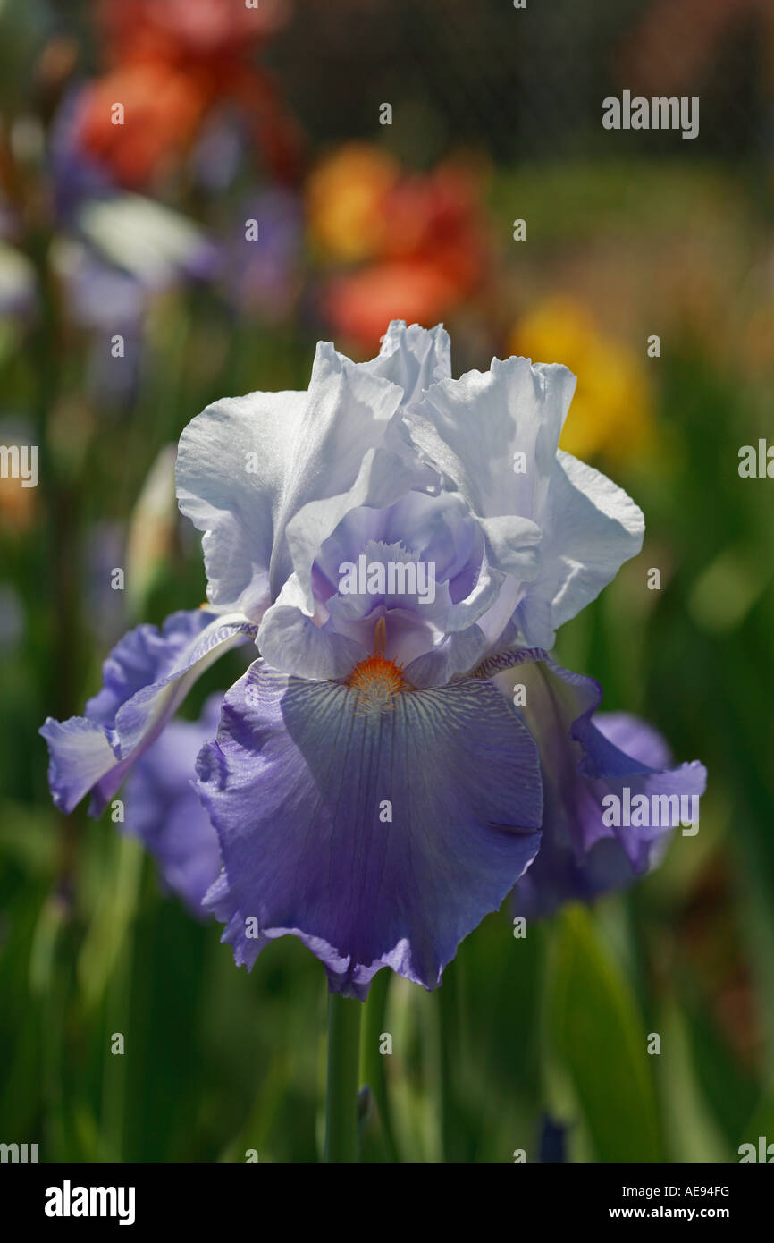 The iris germania in Chiba Japan Asia Stock Photo - Alamy
