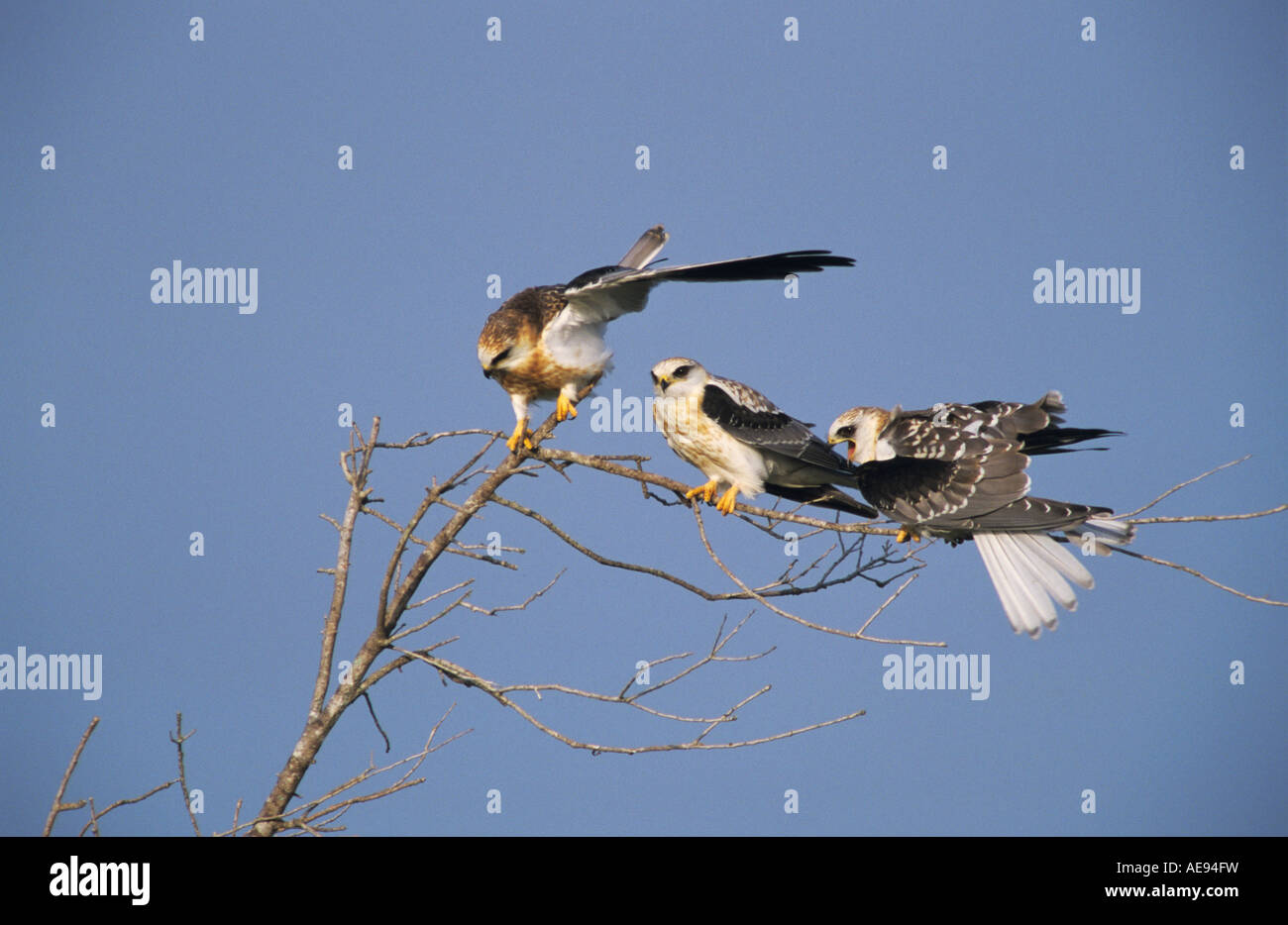 White-tailed Kite Elanus leucurus young The Inn at Chachalaca Bend ...