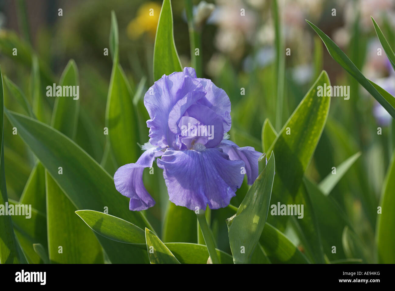 The iris germania in Chiba Japan Asia Stock Photo - Alamy