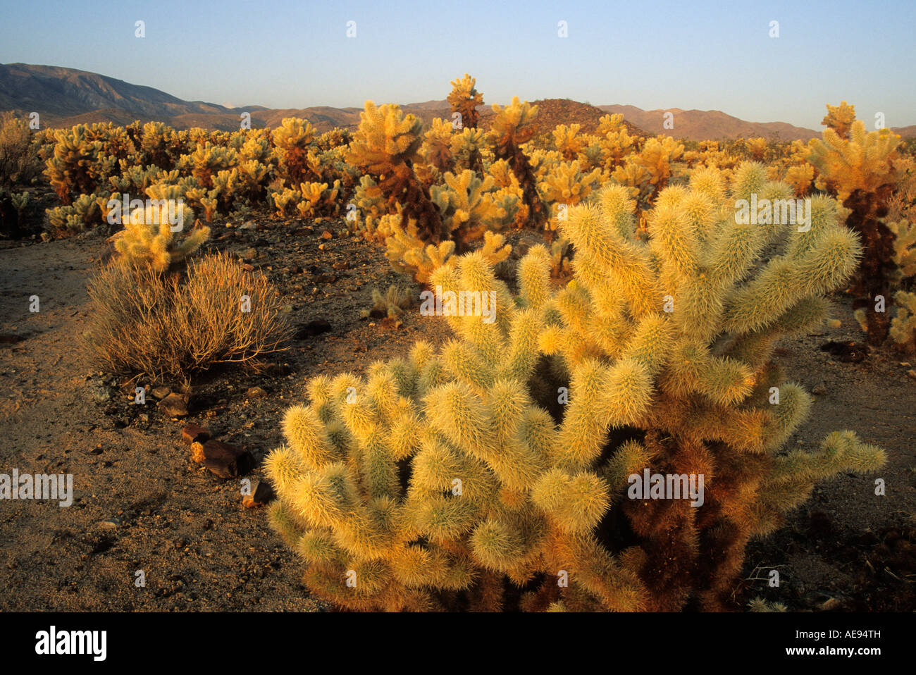 Bigelow Cholla in the Cholla Garden in Joshua Tree National Park ...