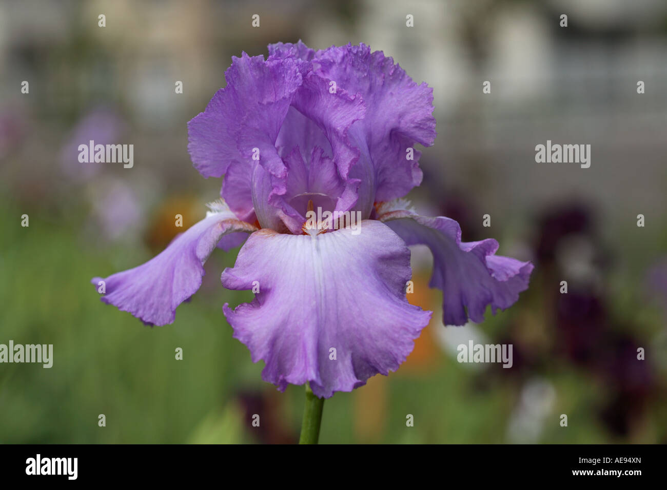 The iris germania in Chiba Japan Asia Stock Photo - Alamy