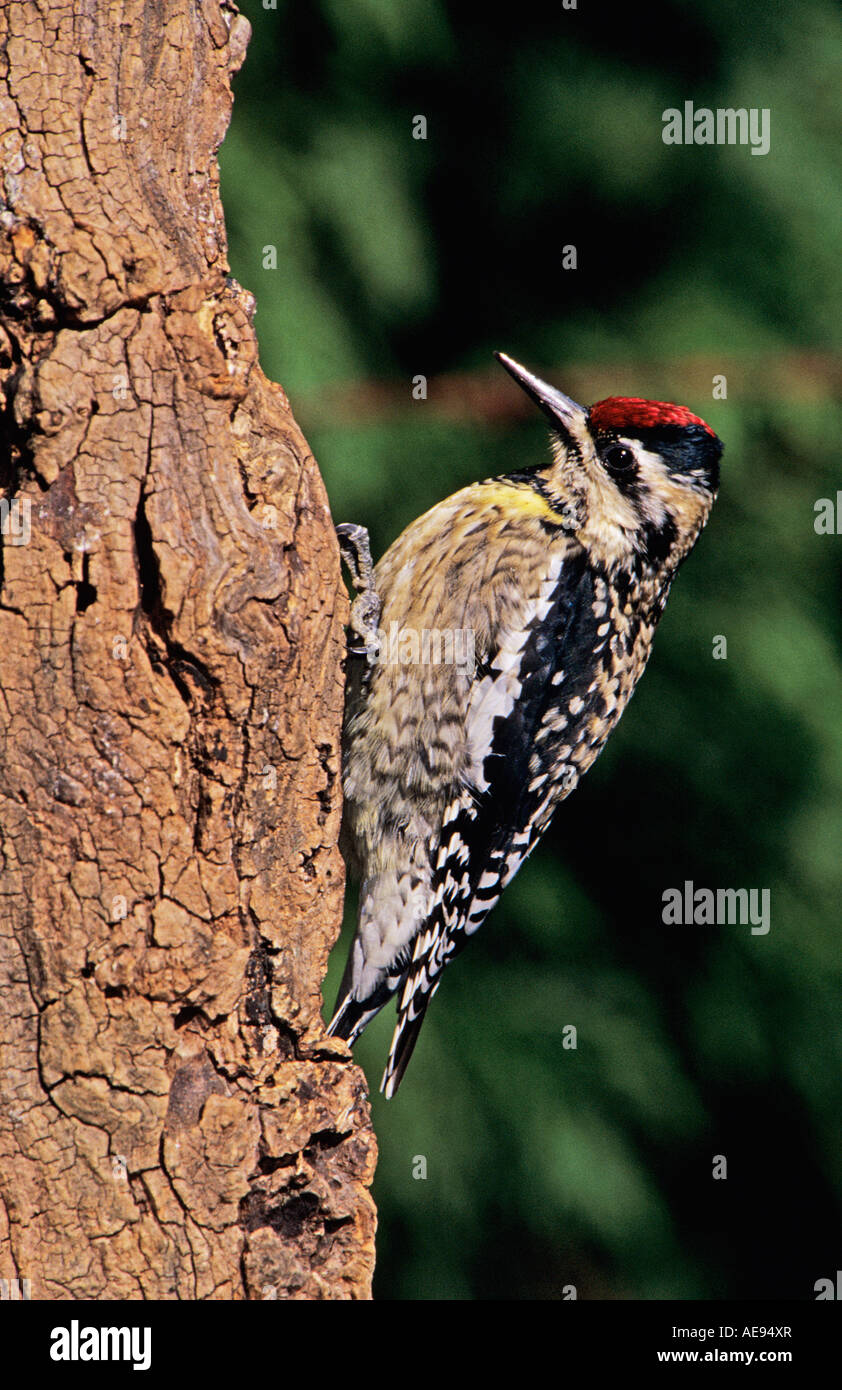 Female yellow bellied sapsucker hi-res stock photography and images - Alamy