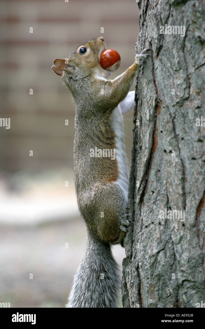 squirrel with captured chestnut climbing tree Stock Photo - Alamy