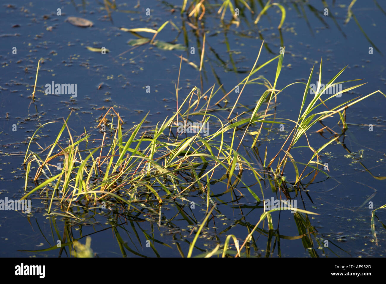 green grass leaves poking through dark swamp water Stock Photo - Alamy