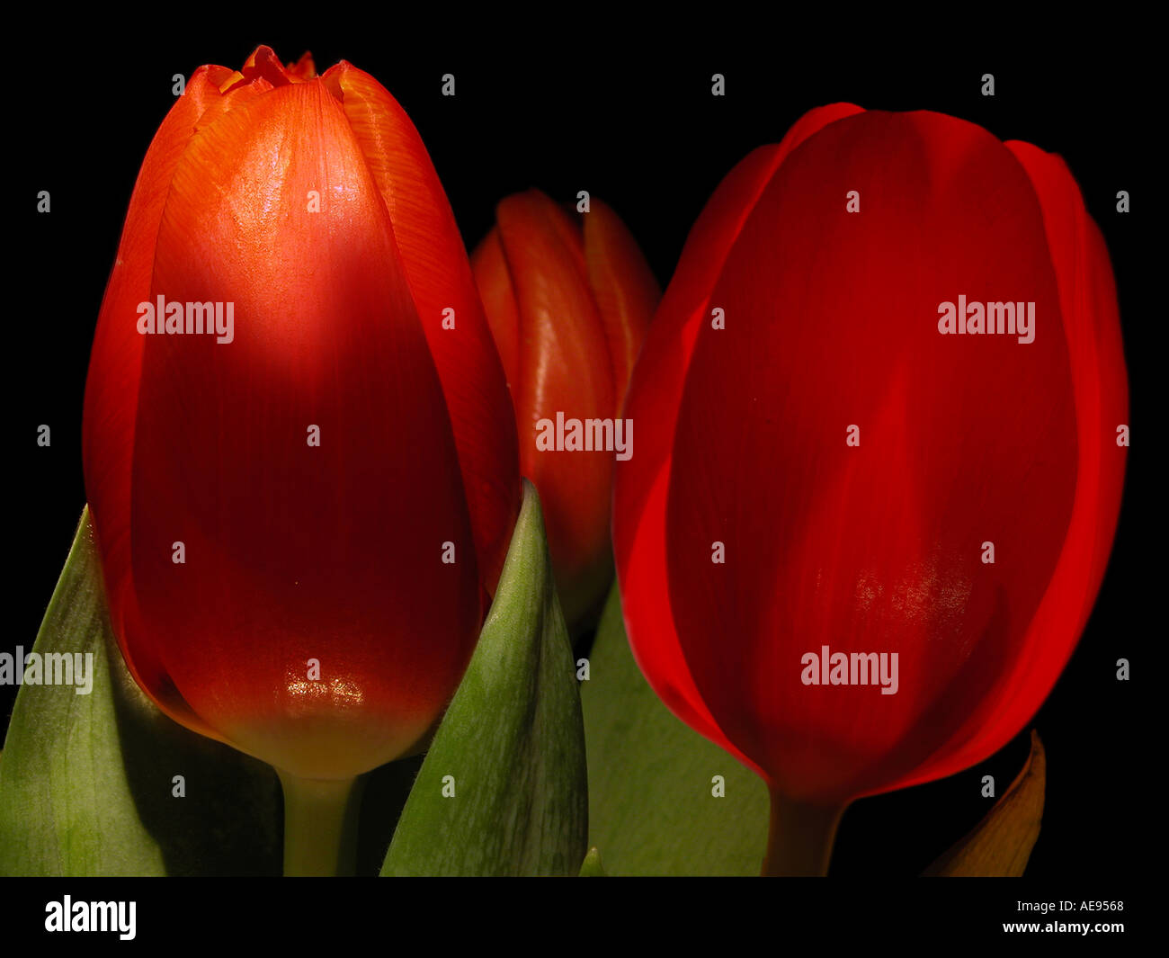 Low key tulip hi-res stock photography and images - Alamy