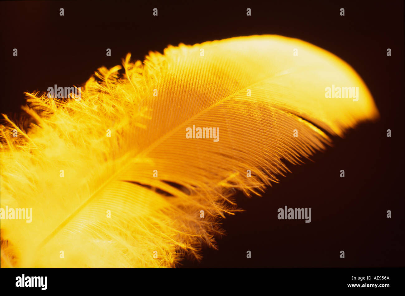 Light weight bird hi-res stock photography and images - Alamy