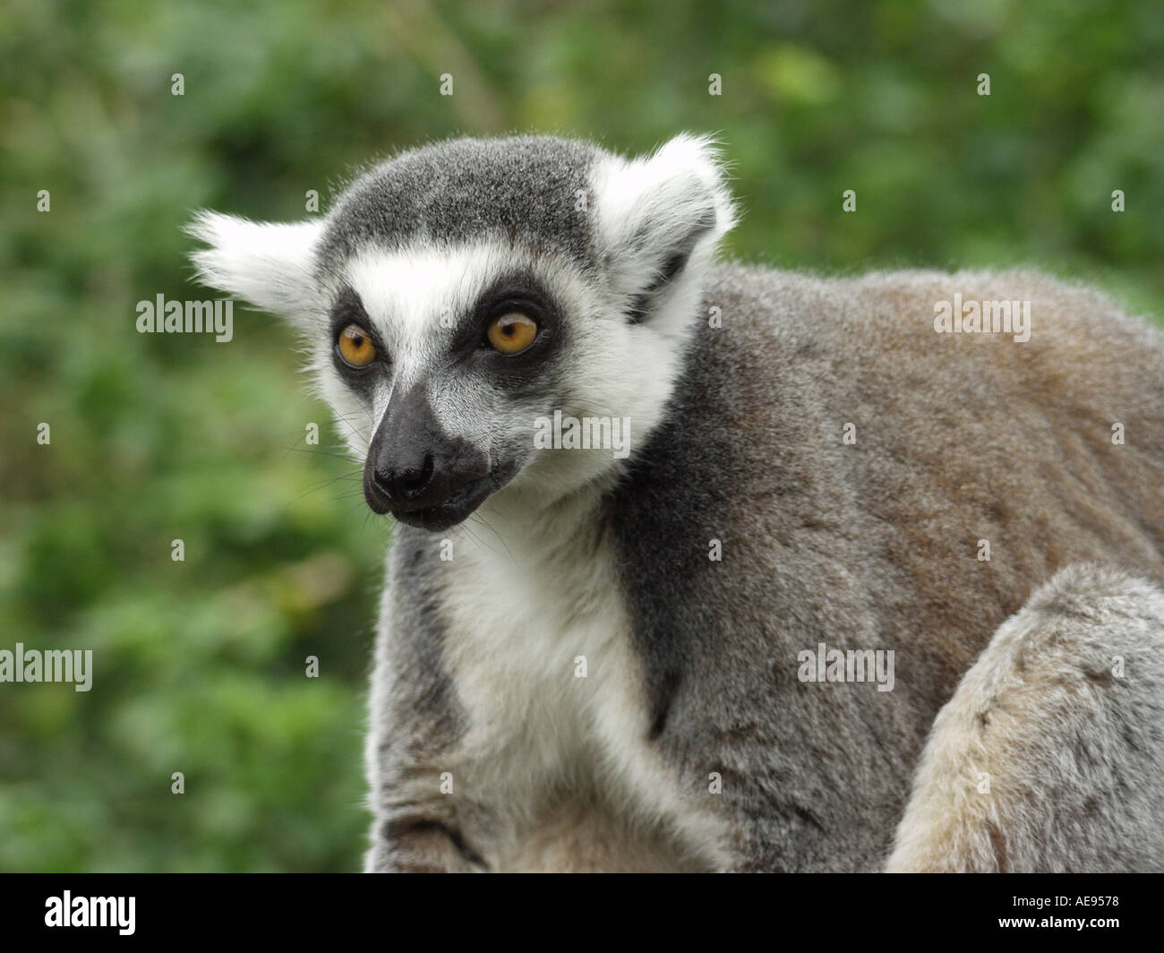 ring tail lemur Stock Photo - Alamy