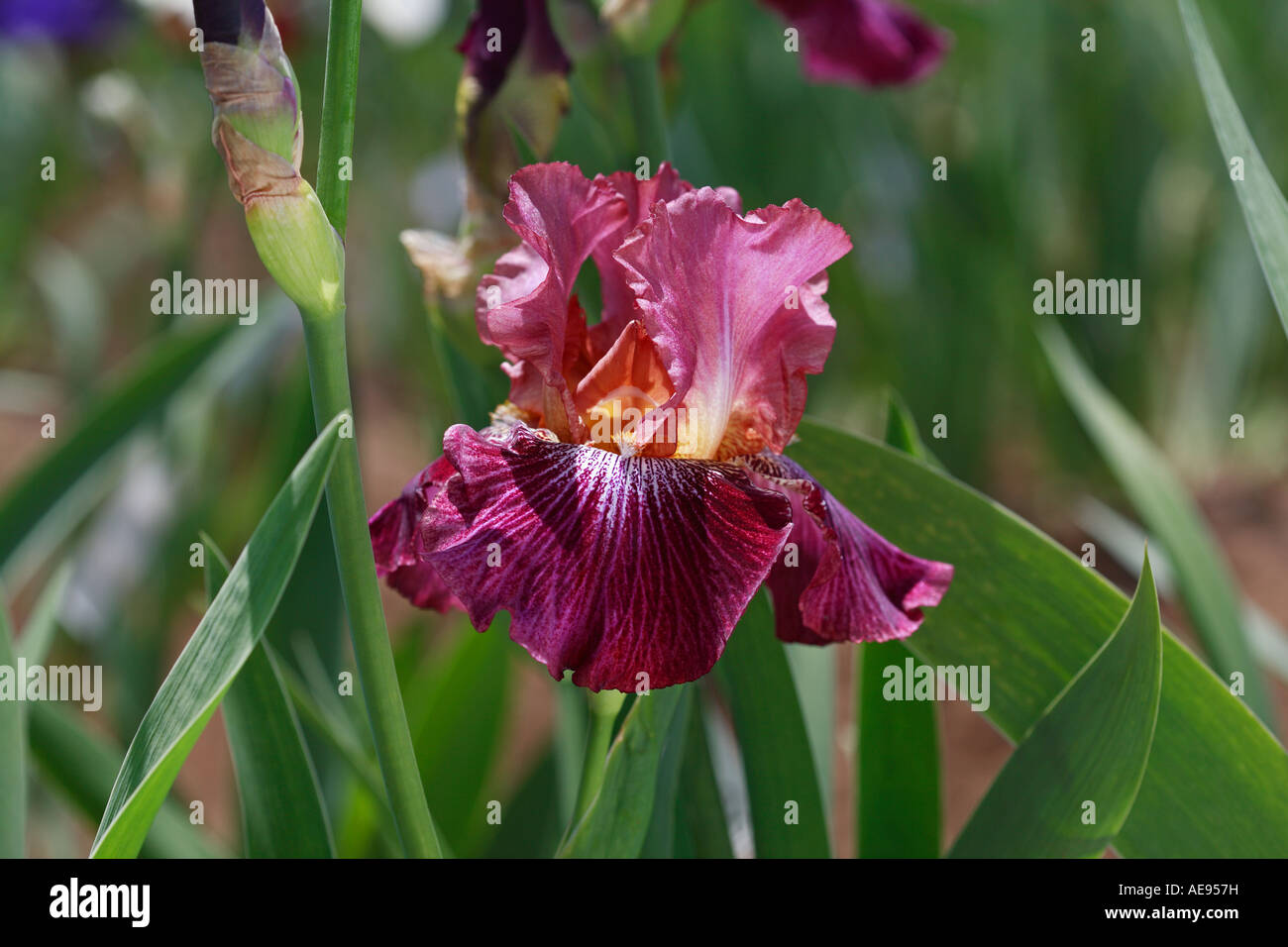 The iris germania in Chiba Japan Asia Stock Photo - Alamy