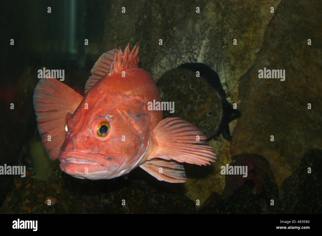 Happy orange fish in an aquarium Stock Photo - Alamy