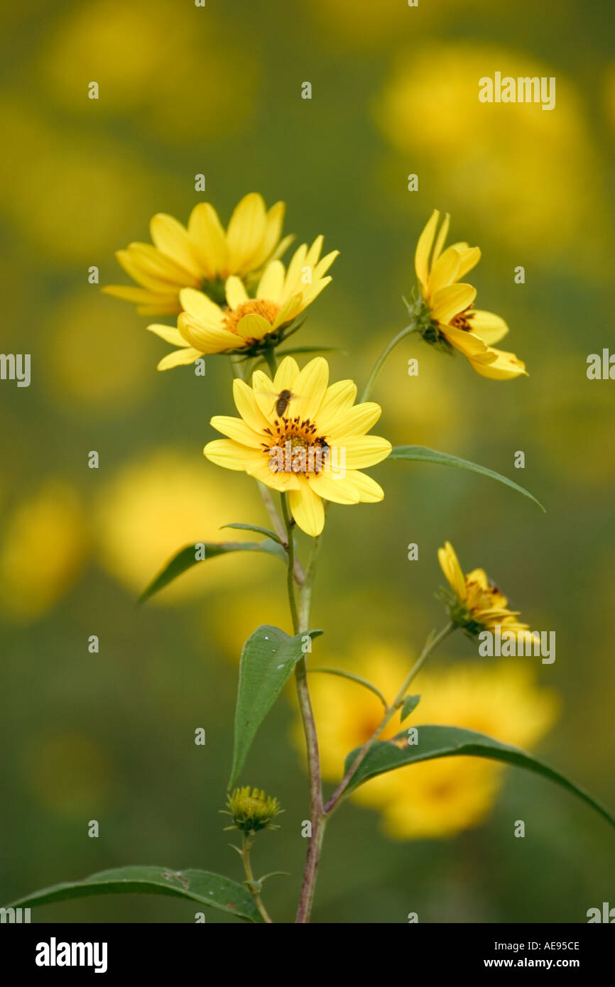 Sawtooth sunflower hi-res stock photography and images - Alamy