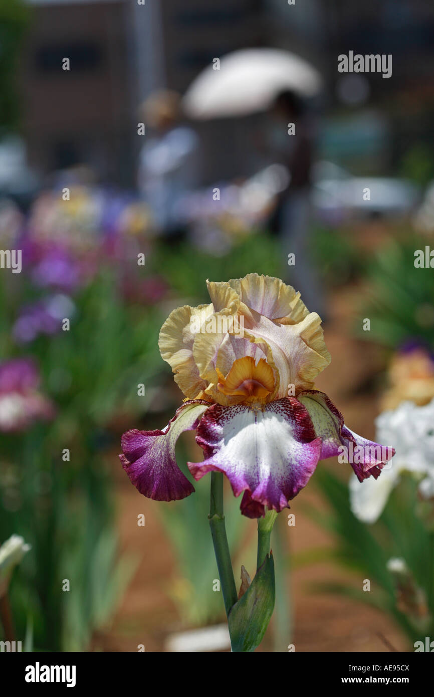 The iris germania in Chiba Japan Asia Stock Photo - Alamy