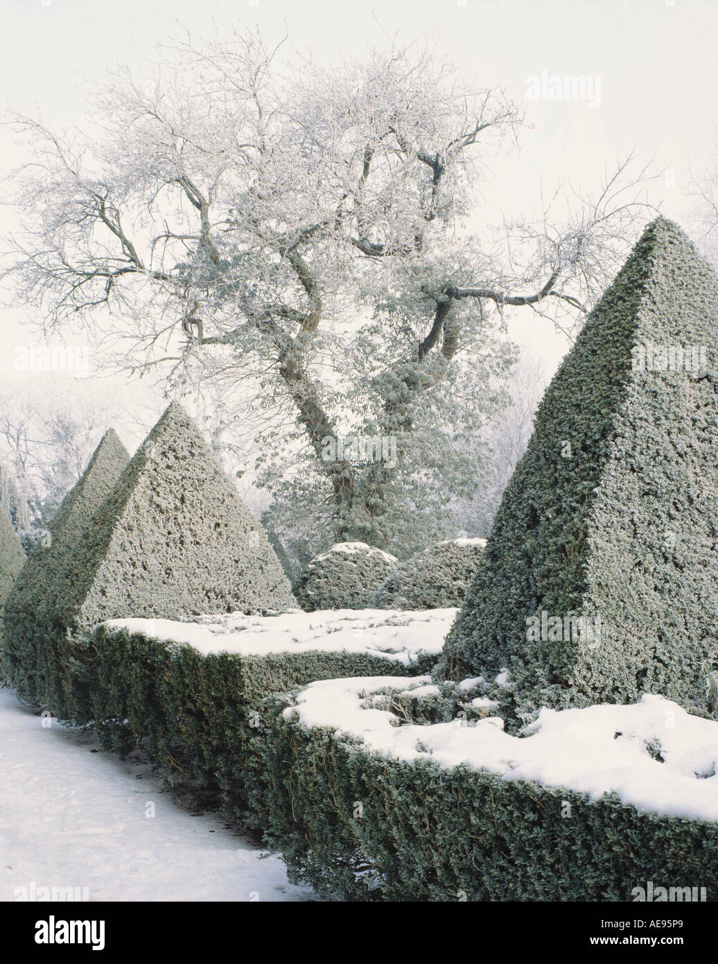 Frost topiary hi-res stock photography and images - Alamy