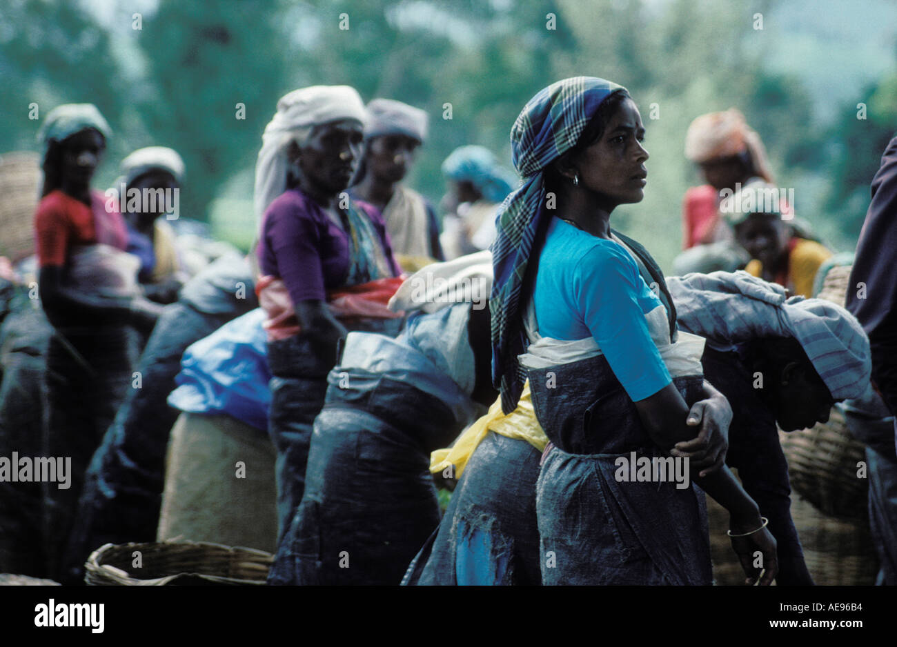 Sri Lanka Tea workers close up Stock Photo - Alamy