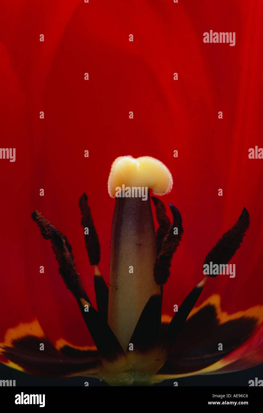 Tulip flower cross section showing reproductive parts Stock Photo - Alamy