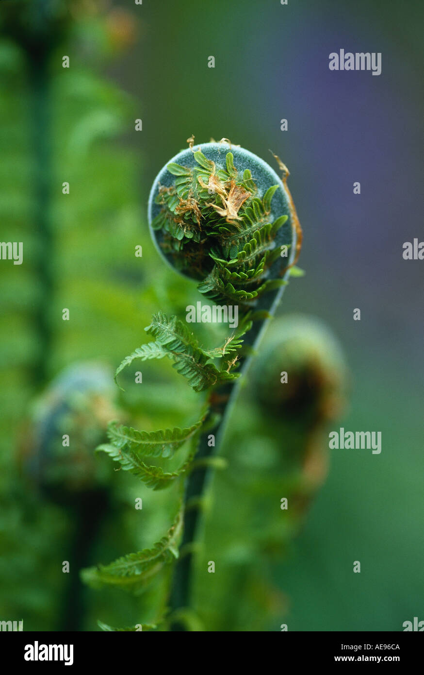 Spiralmacro hi-res stock photography and images - Alamy